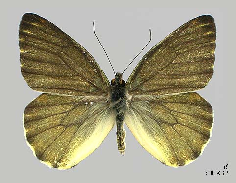 Papua Insects Foundation (Lepidoptera/Pieridae/Pierinae(Delias kenricki)